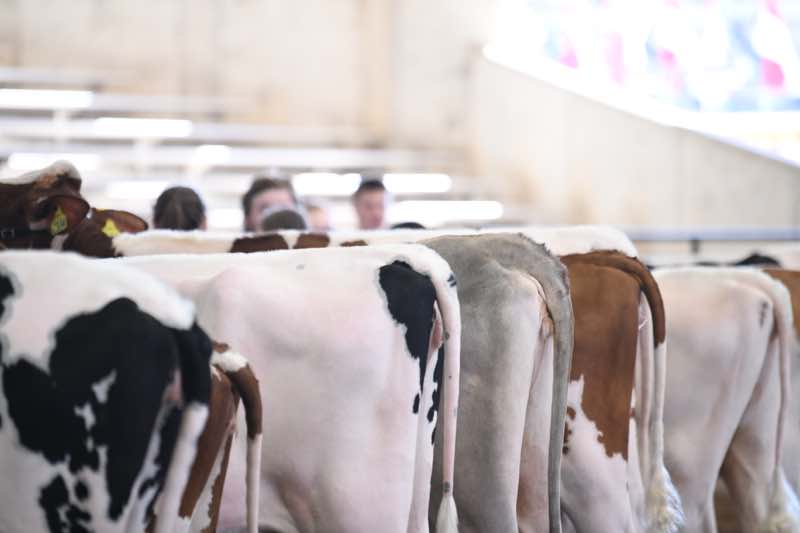 2022 Wisconsin State Fair - Past Shows - 2022 Shows - We Know Livestock